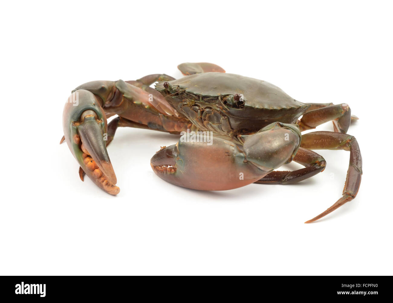 crab isolated on white background Stock Photo - Alamy