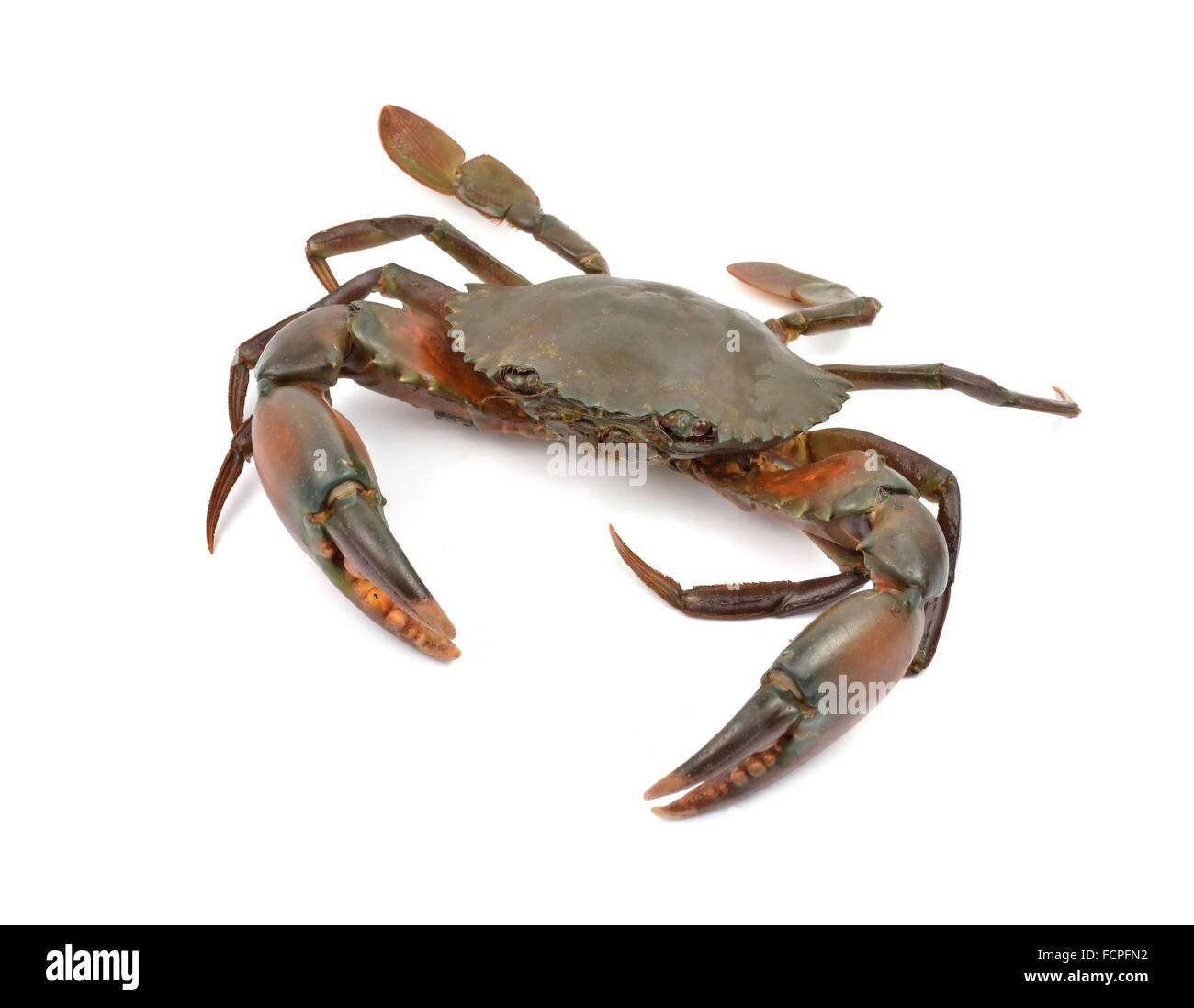crab isolated on white background Stock Photo - Alamy