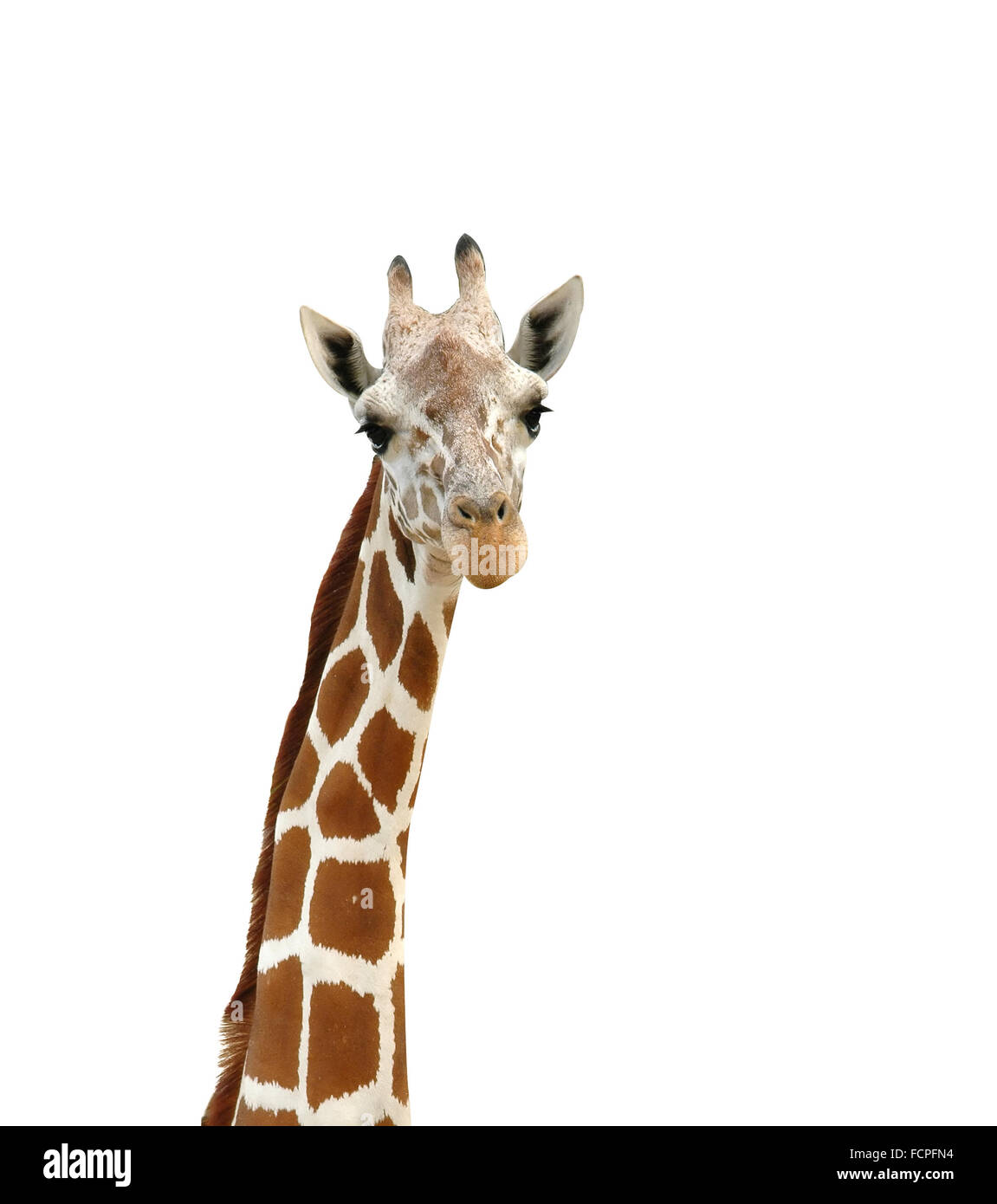 giraffe isolated on white background Stock Photo - Alamy