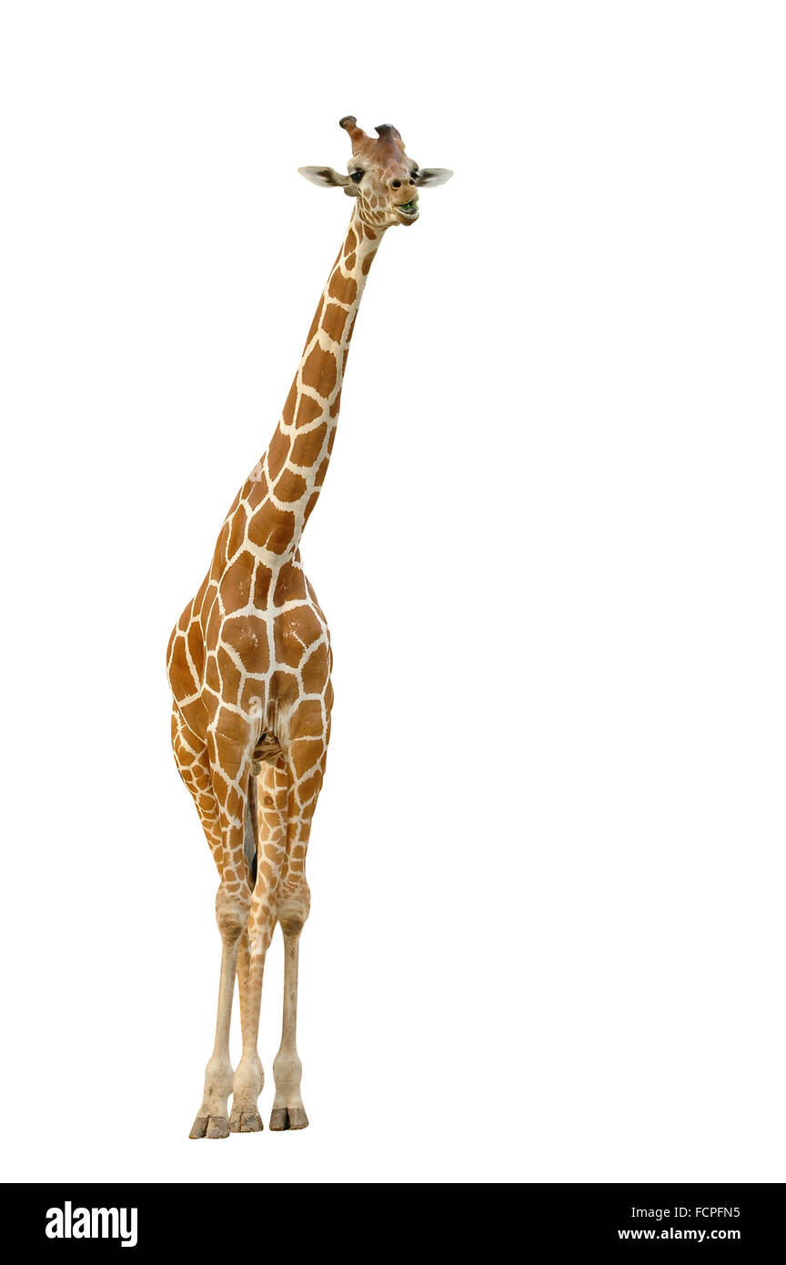 giraffe isolated on white background Stock Photo - Alamy