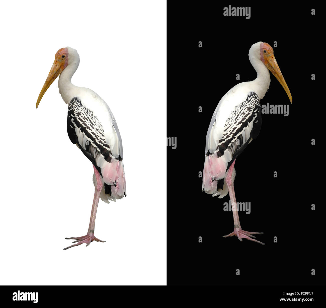 painted stork isolateda Stock Photo - Alamy