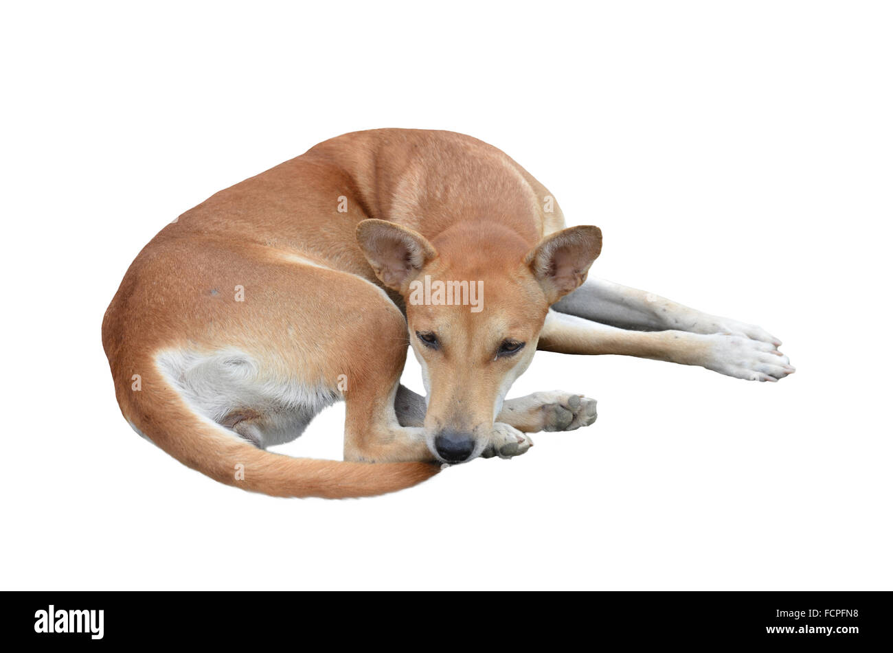 native domestic thai dog (pet) isolated on white background Stock Photo ...