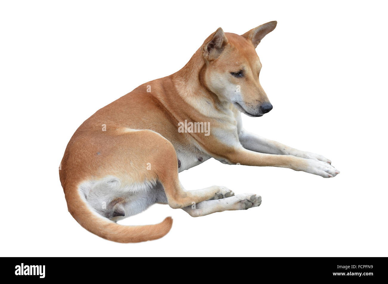 native domestic thai dog (pet) isolated on white background Stock Photo ...