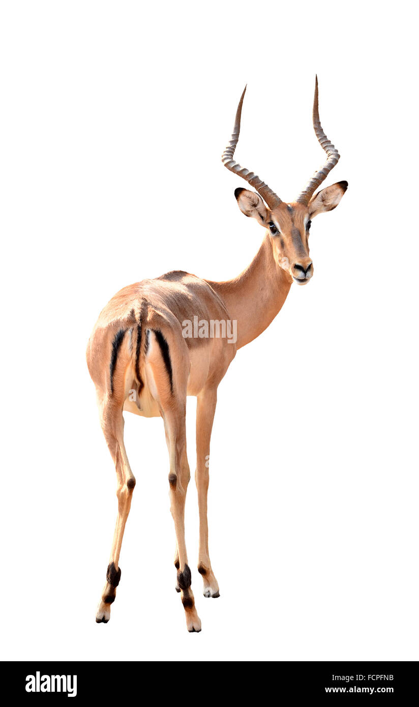 adult male impala isolated on white background Stock Photo - Alamy