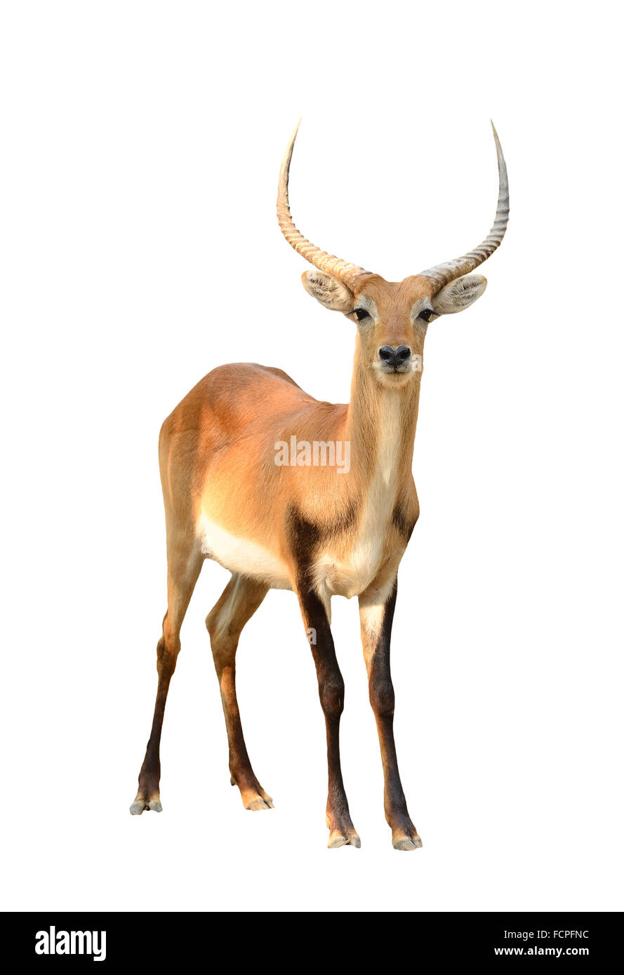 Kobus leche Cut Out Stock Images & Pictures - Alamy