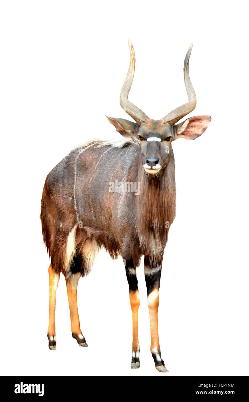 adult male nyala isolated on white background Stock Photo - Alamy