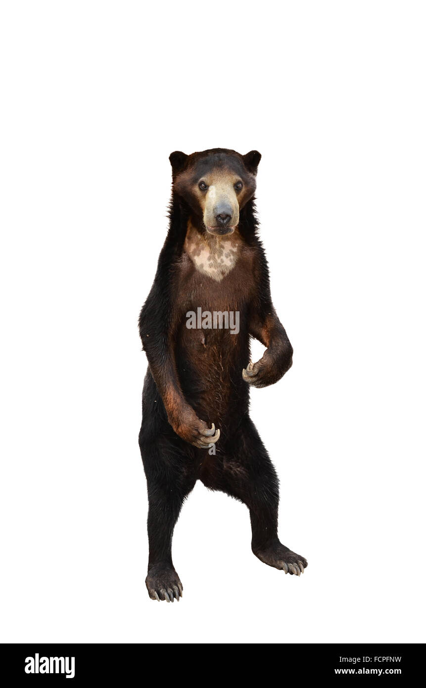 malayan sunbear standing isolated on white background Stock Photo - Alamy