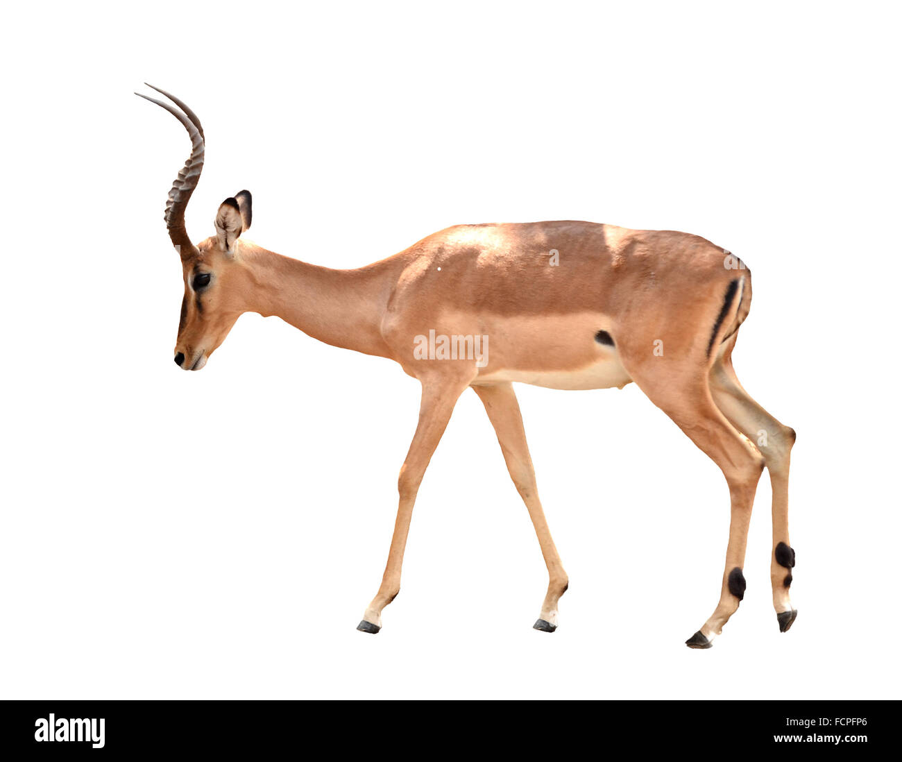 adult male impala isolated on white background Stock Photo - Alamy