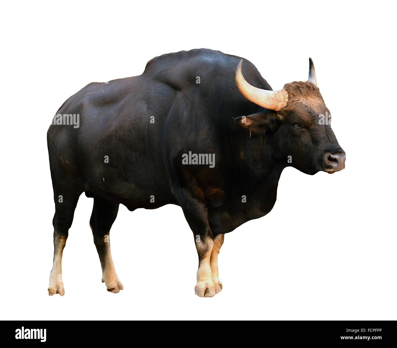 Gaur big hi-res stock photography and images - Alamy