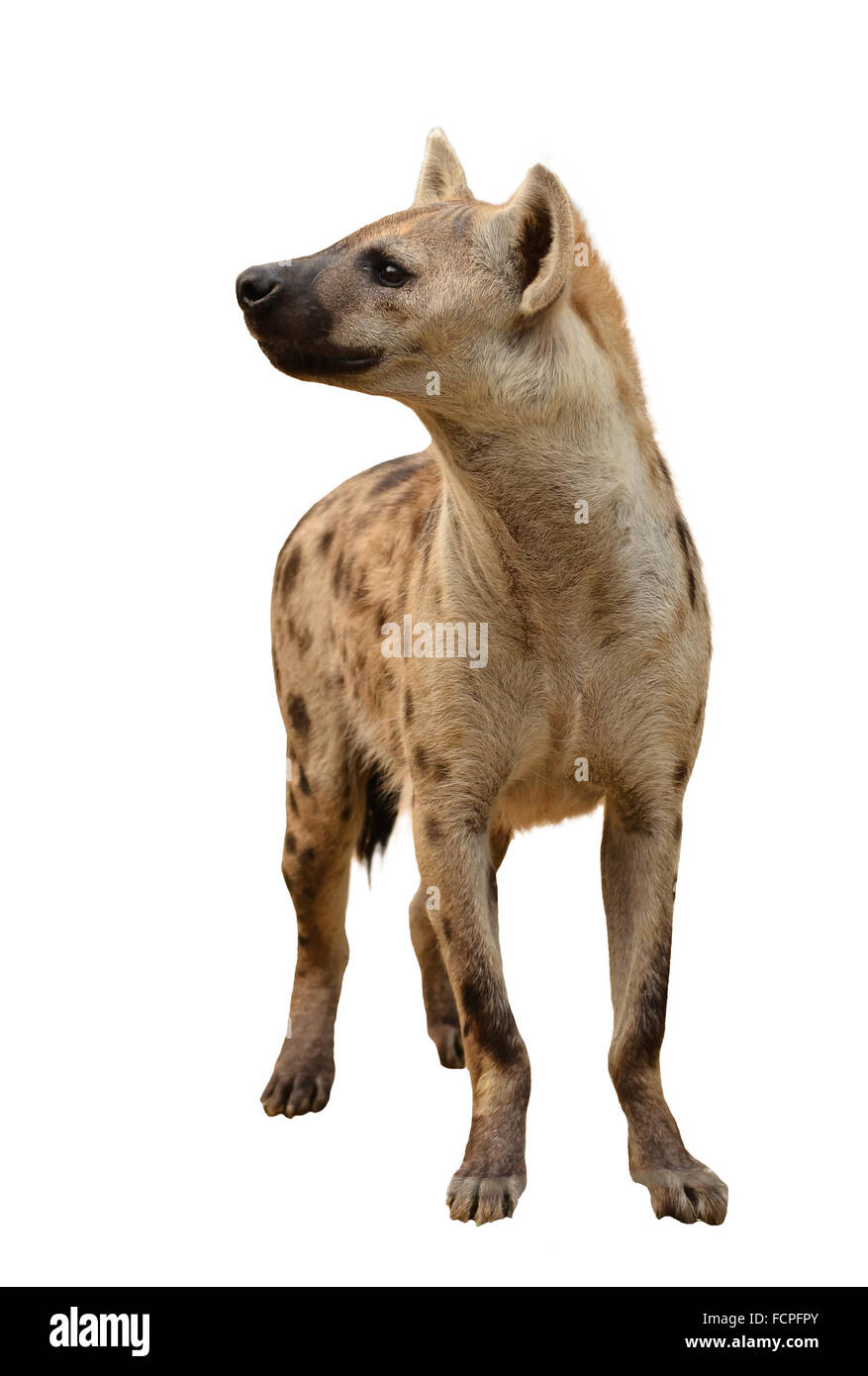Scavenger hyena Cut Out Stock Images & Pictures - Alamy