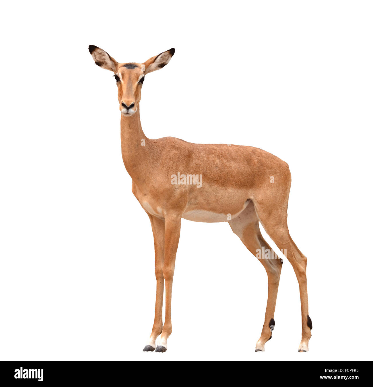 Impala africa Cut Out Stock Images & Pictures - Alamy