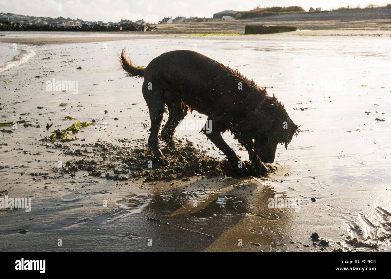 Brown Springer Spaniel dog digging a hole in the sand on a beach at ...