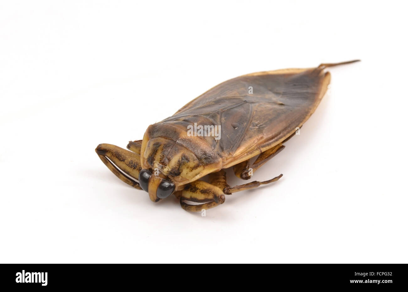 Giant water bug hi-res stock photography and images - Alamy