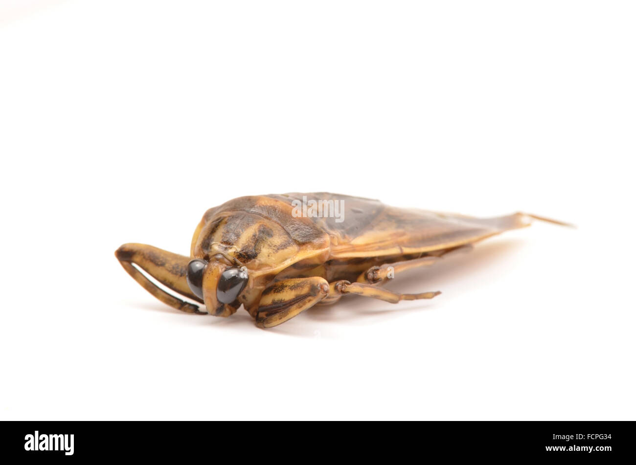 giant water bug isolated on white background Stock Photo - Alamy