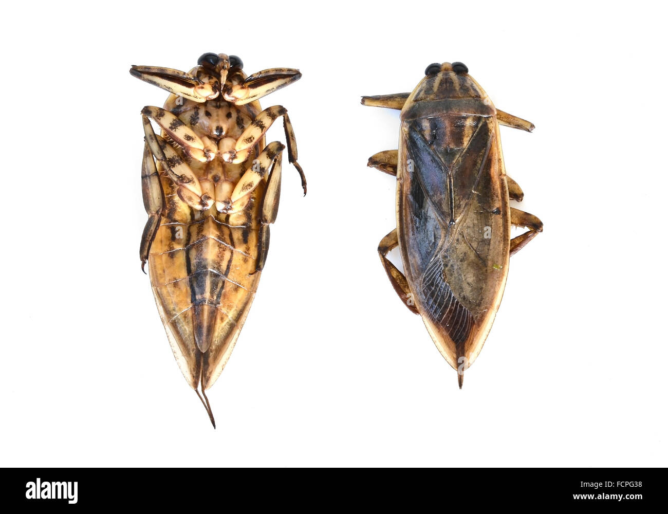 Giant water bug hi-res stock photography and images - Alamy