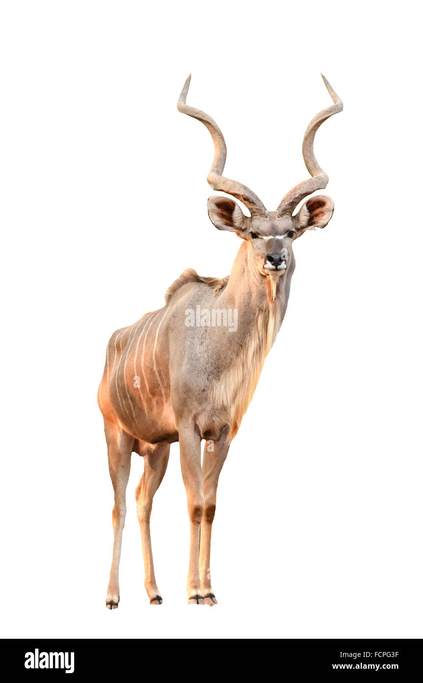 male greater kudu isolated on white background Stock Photo - Alamy
