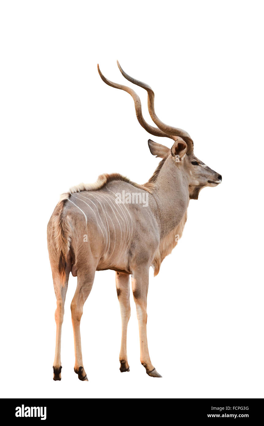 male greater kudu isolated on white background Stock Photo - Alamy