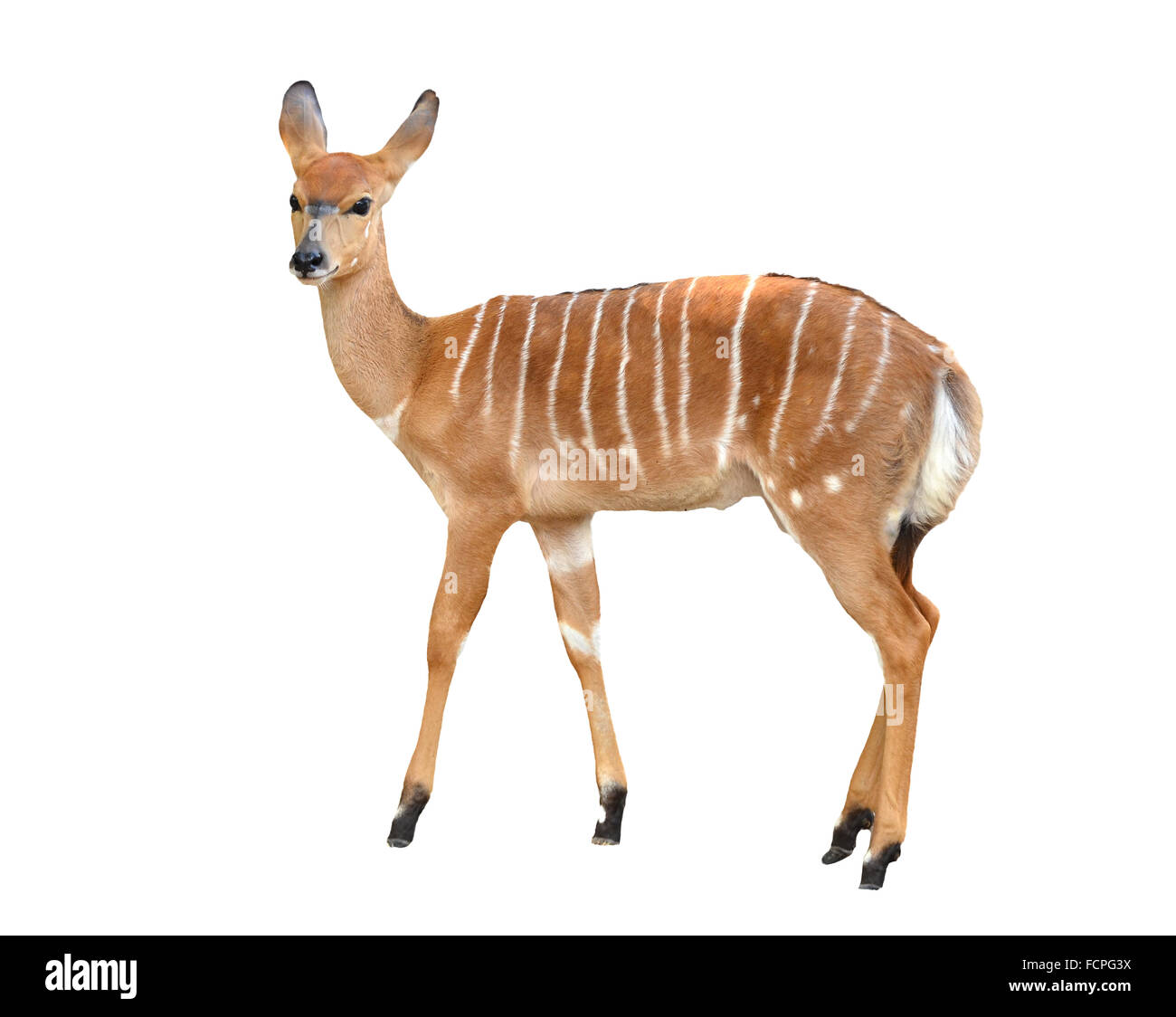 Female nyala on african hi-res stock photography and images - Alamy