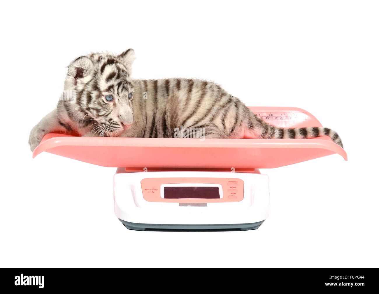 Tiger on black hi-res stock photography and images - Alamy