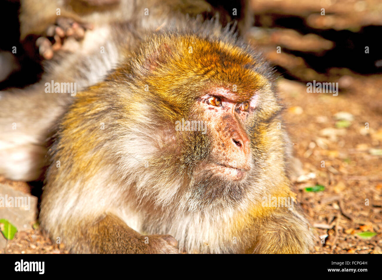 old monkey in africa morocco and natural background fauna close up ...