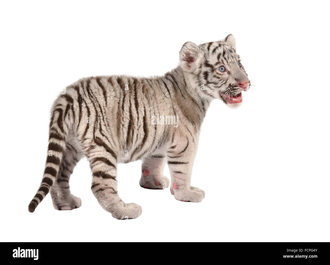 Tigre De Bengala Branco Bebe Tigre Branco Bebê — Foto © Anankkml