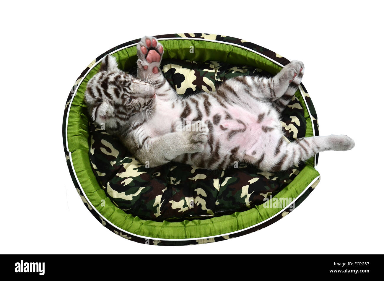 White tiger cub in Cut Out Stock Images & Pictures - Alamy