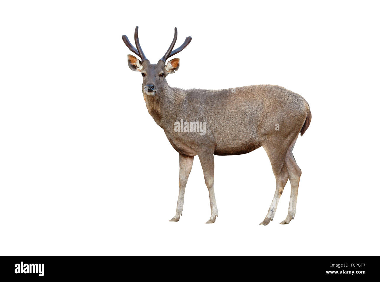 sambar deer isolated Stock Photo - Alamy