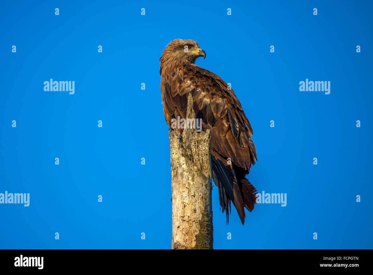 Milvus migrans hi-res stock photography and images - Alamy