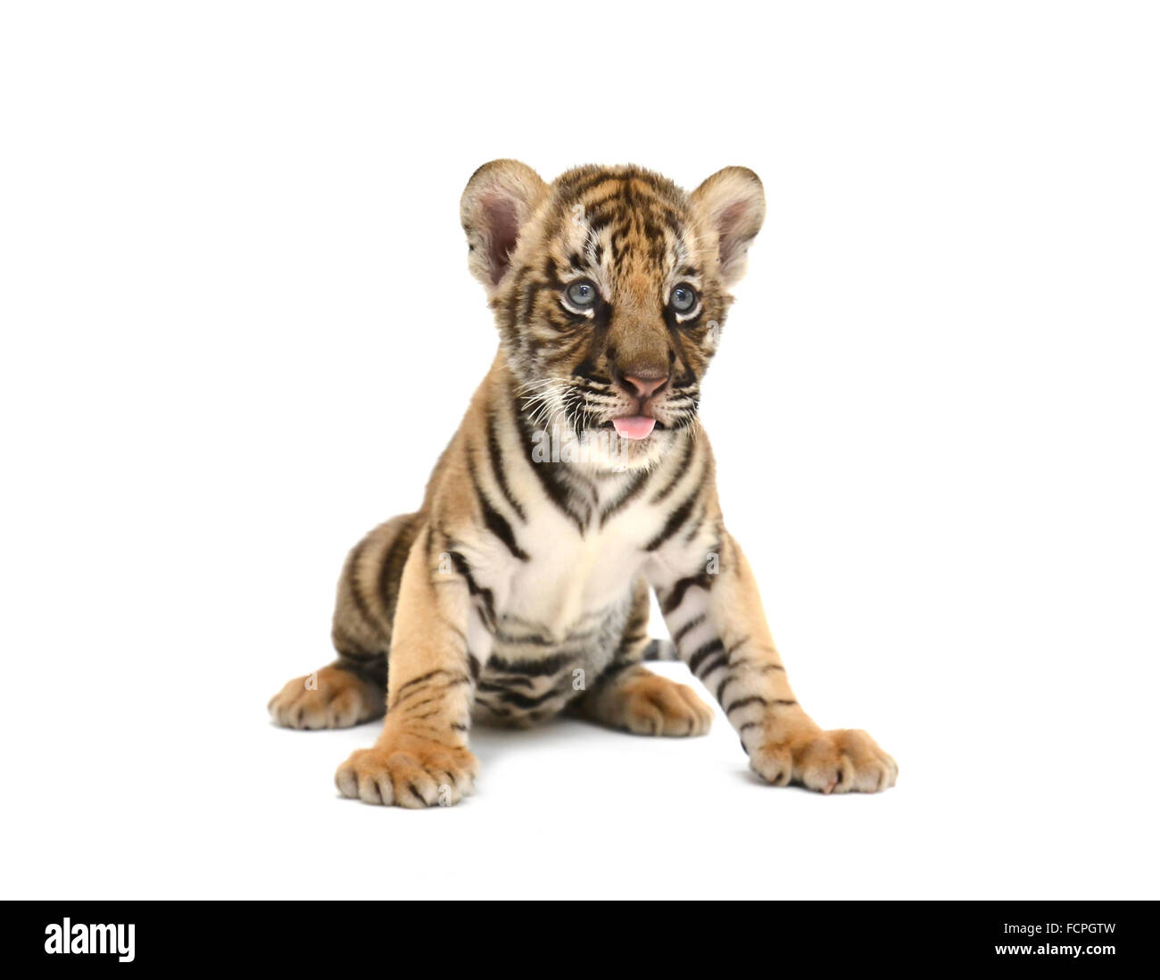 White Baby Siberian Tiger Wallpaper