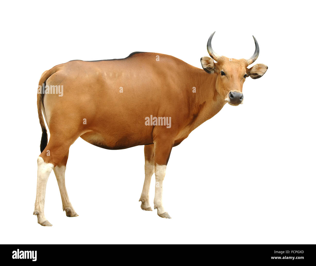 Female of banteng bos javanicus hi-res stock photography and images - Alamy