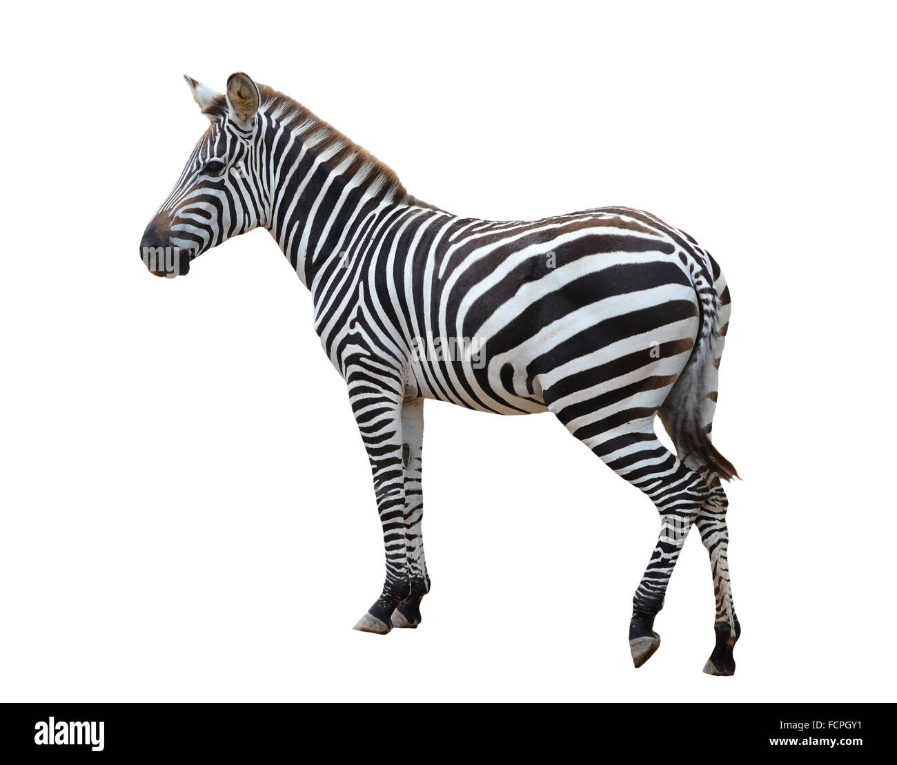 zebra isolated on white background Stock Photo - Alamy