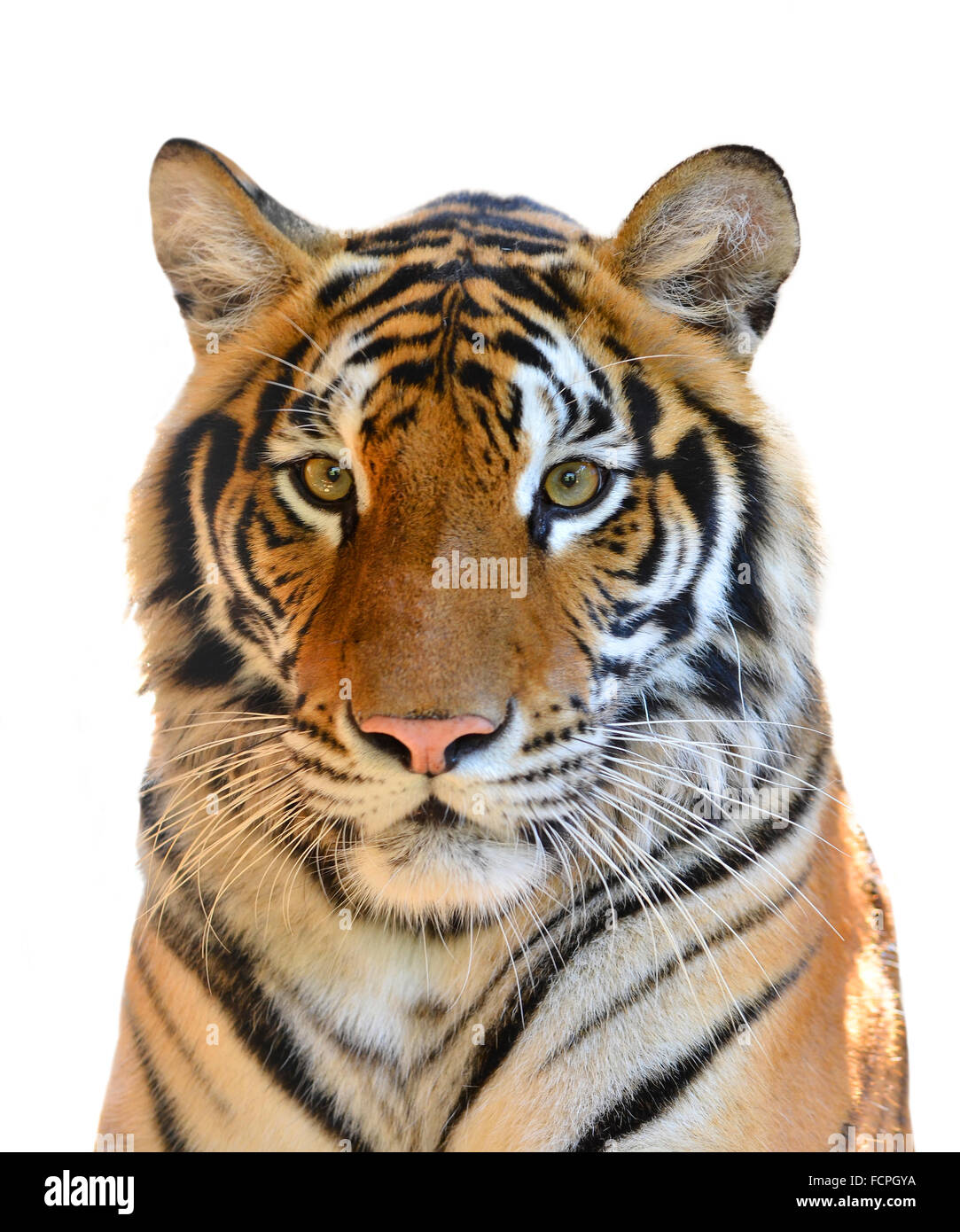 tiger head isolated on white background Stock Photo - Alamy
