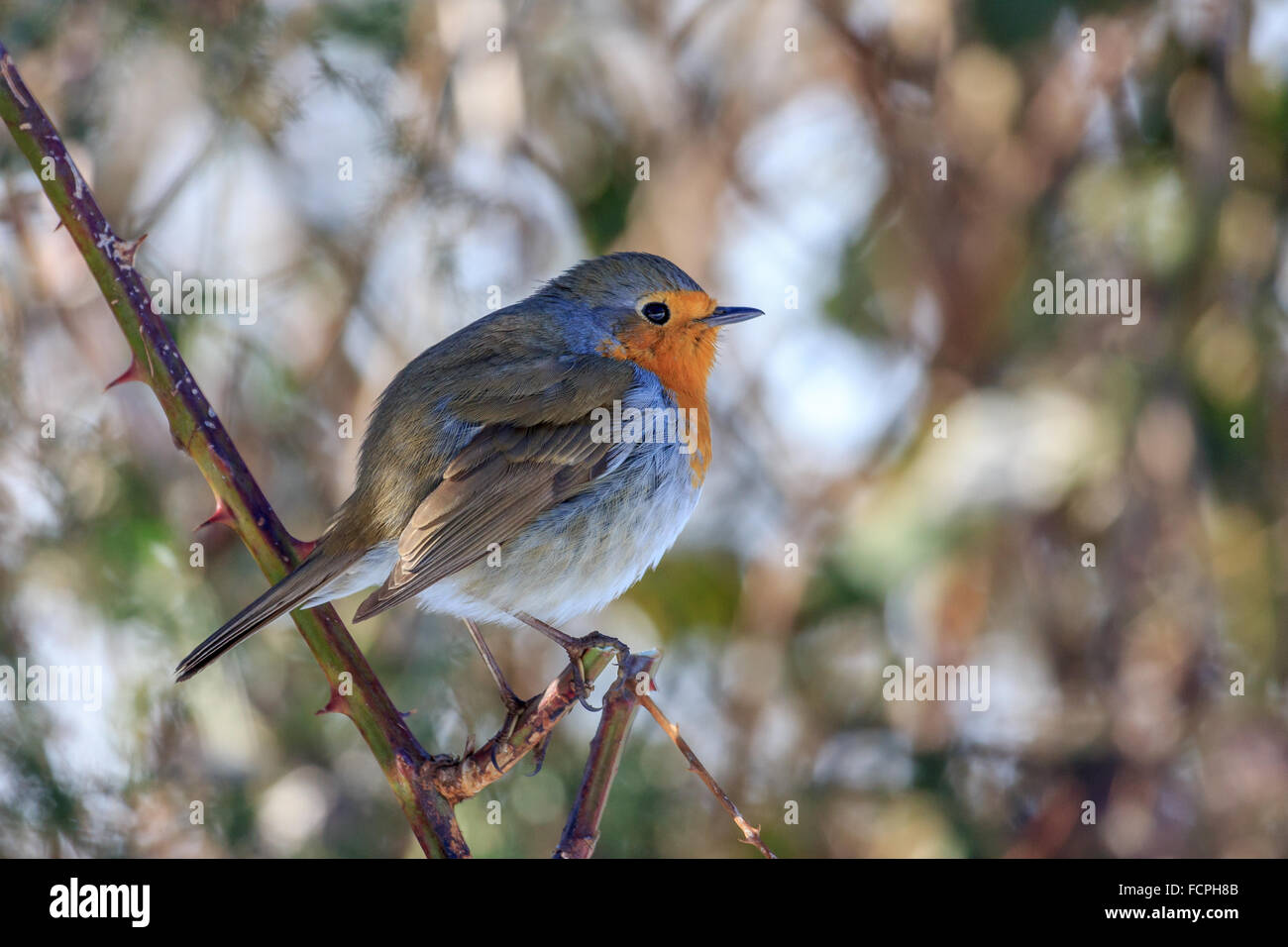 Erithacus rubecula hi-res stock photography and images - Alamy
