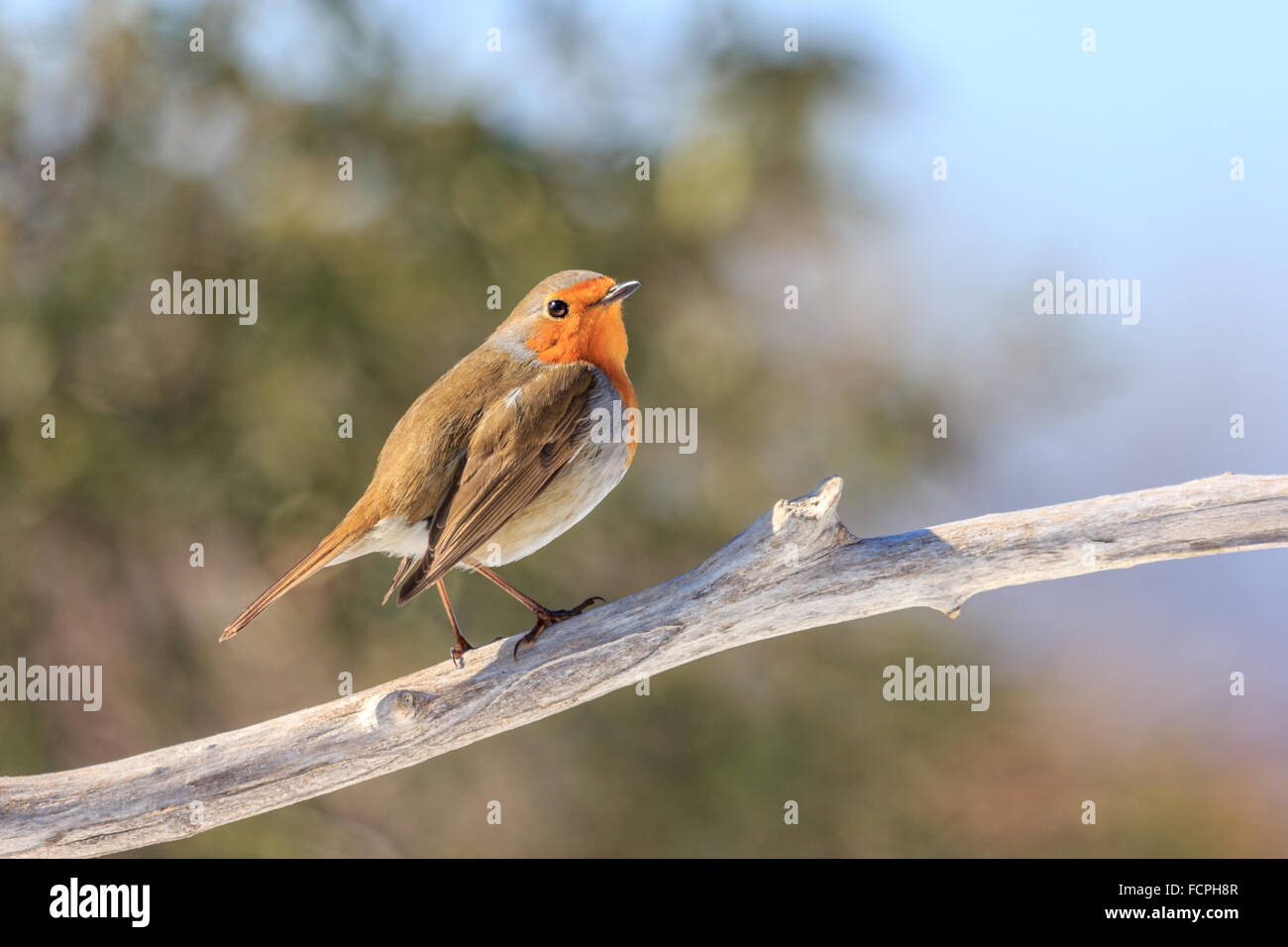 Redbreast feather hi-res stock photography and images - Alamy