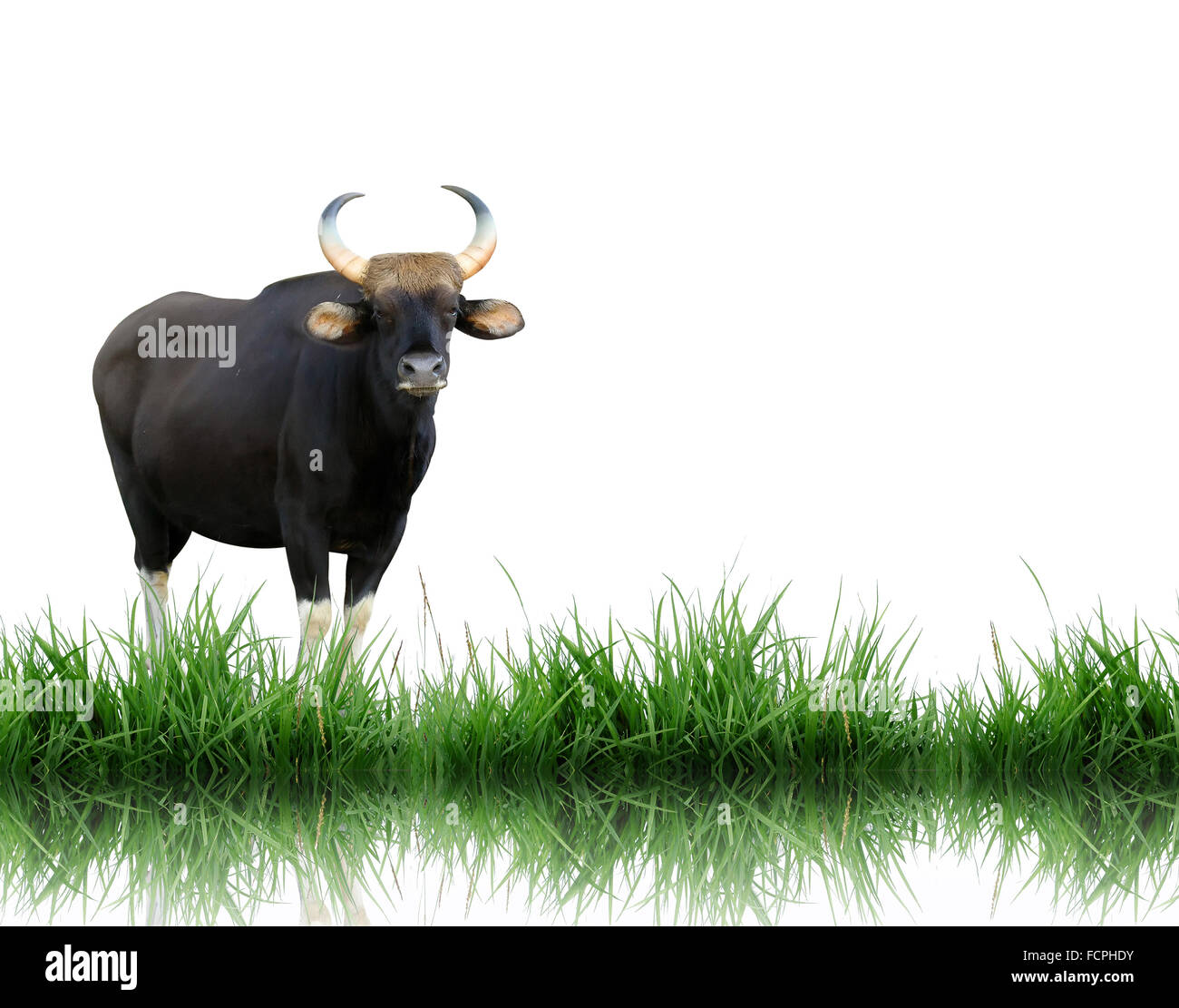 gaur with green grass isolated Stock Photo - Alamy