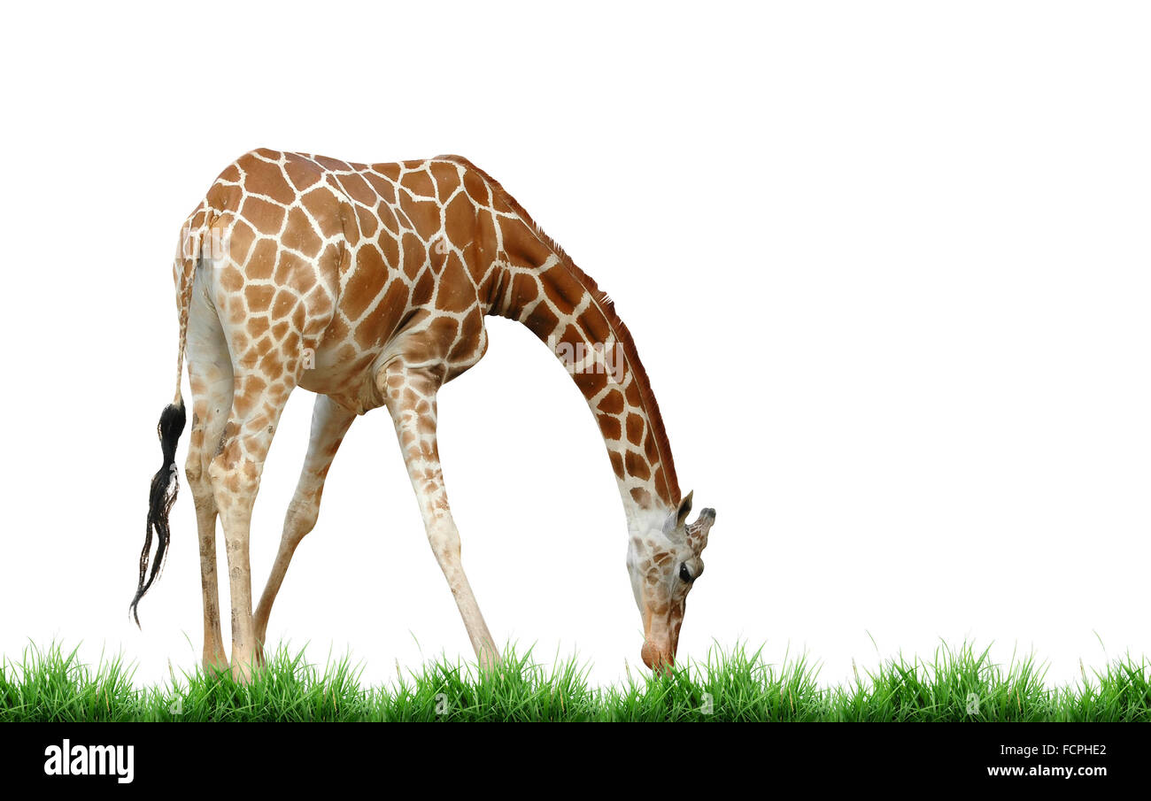 giraffe with green grass isolated on white background Stock Photo - Alamy