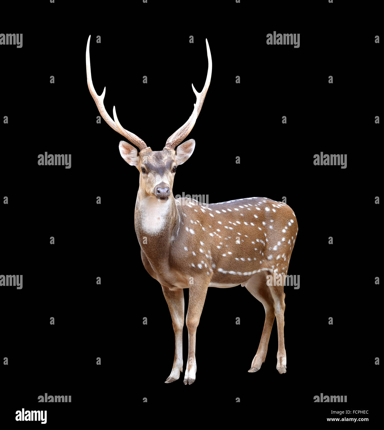 male axis deer isolated on black background Stock Photo - Alamy
