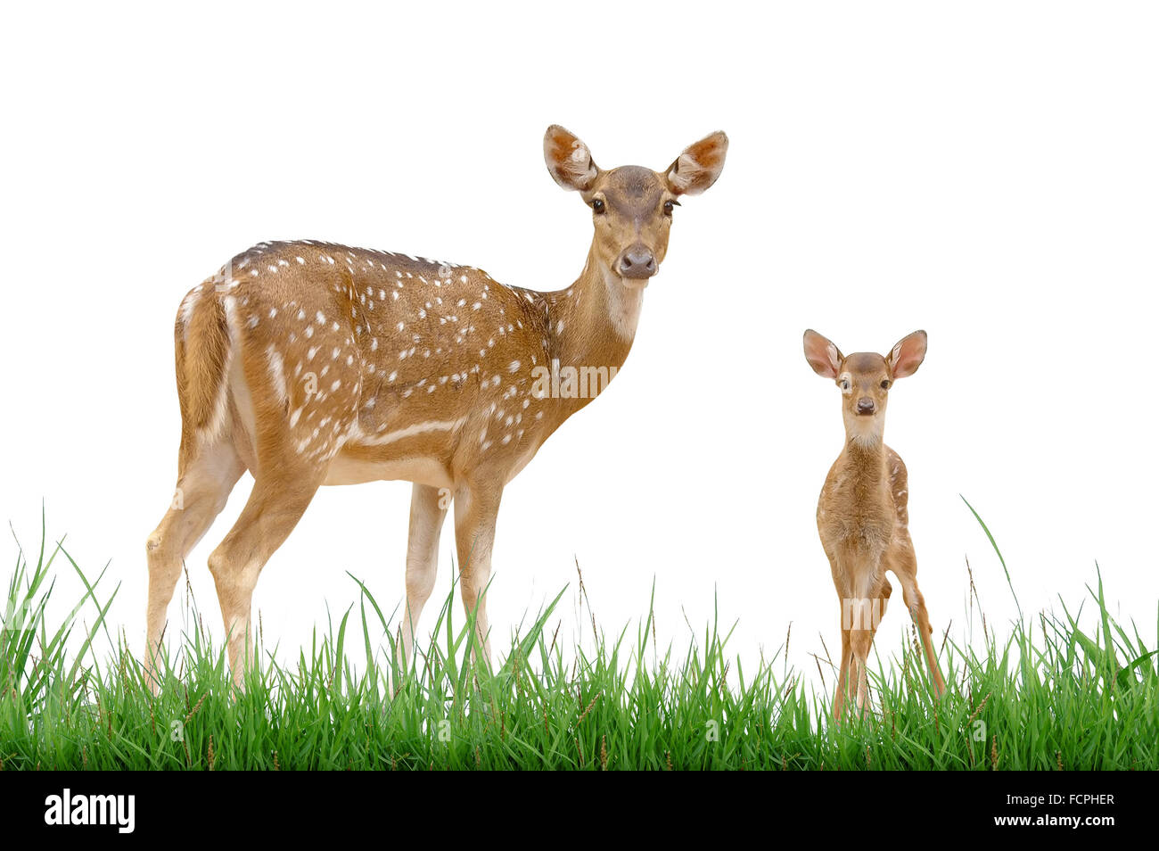 Baby chital hi-res stock photography and images - Alamy