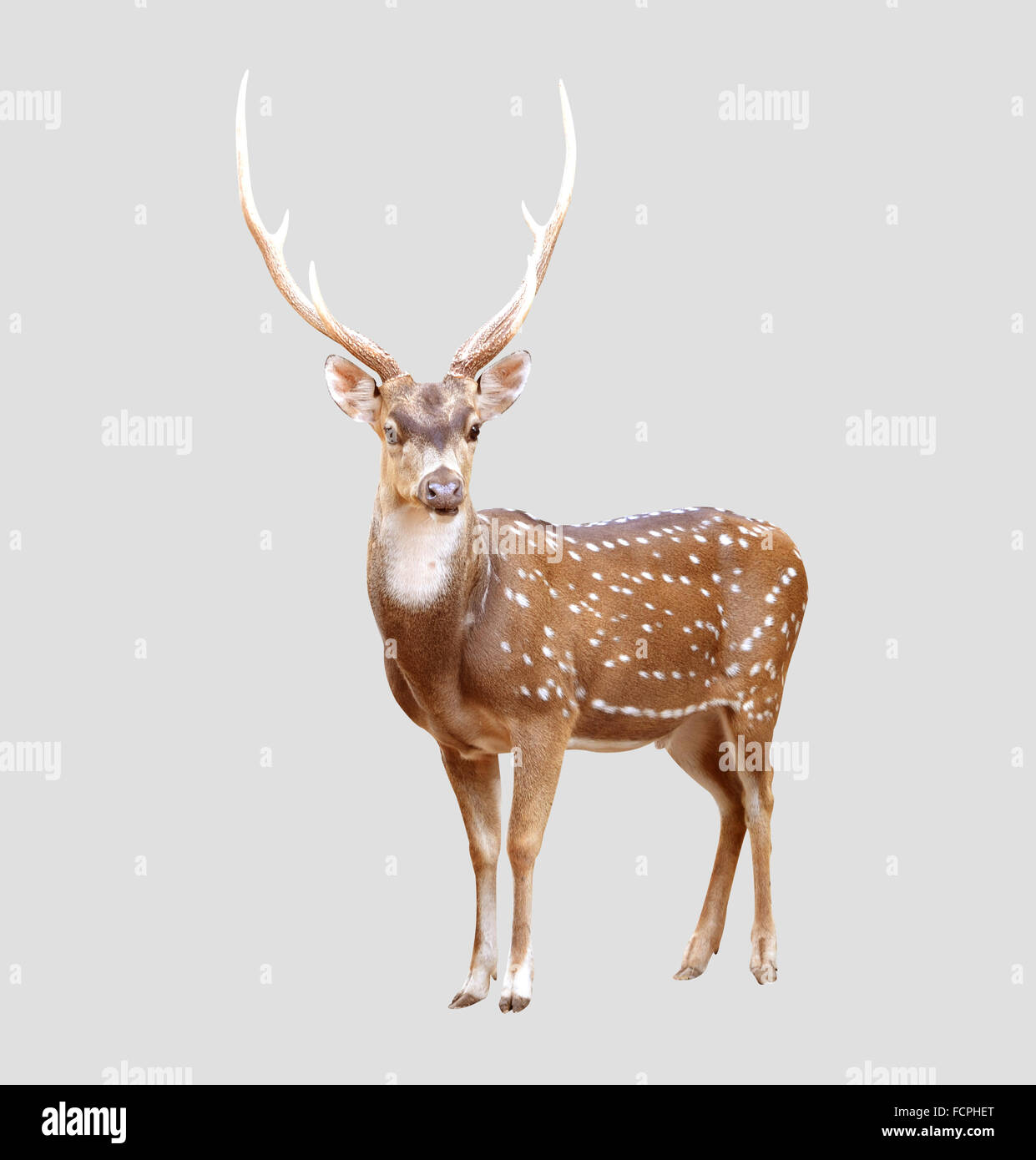 male axis deer isolated on gray background Stock Photo - Alamy