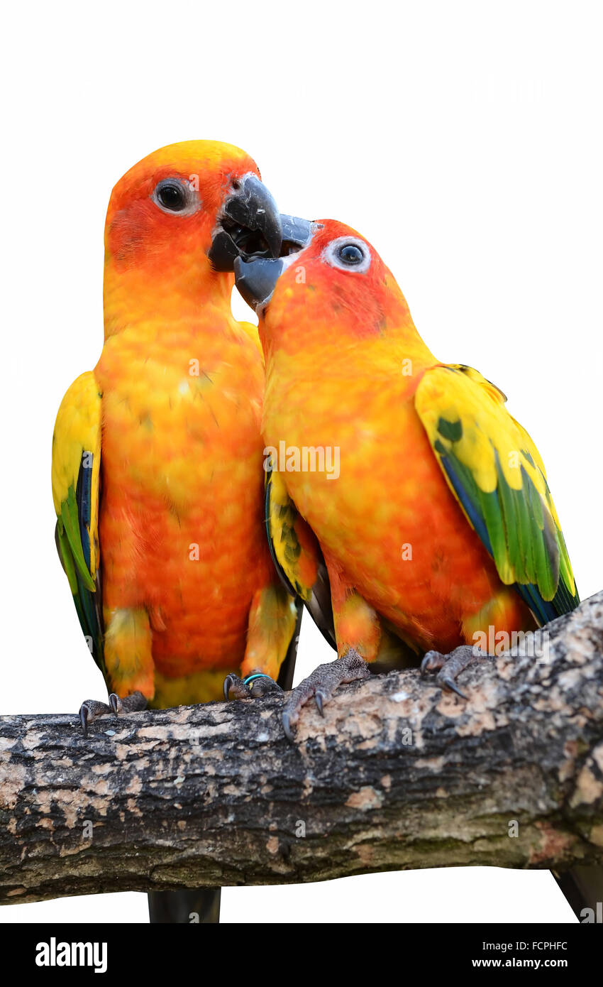 Sun Conure Parrot on a Tree Branch Stock Photo - Alamy