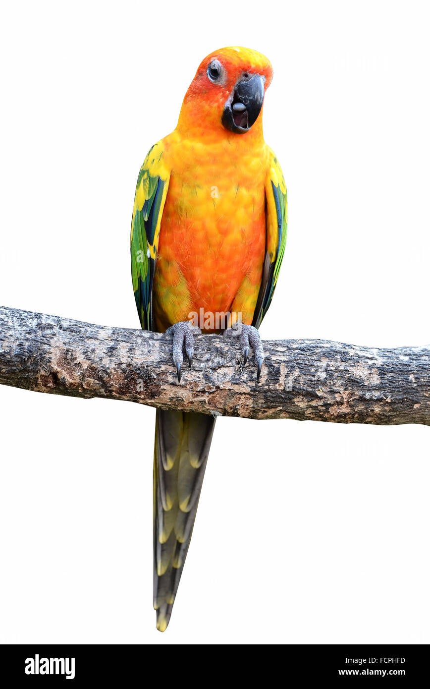 Sun Conure Parrot on a Tree Branch Stock Photo - Alamy