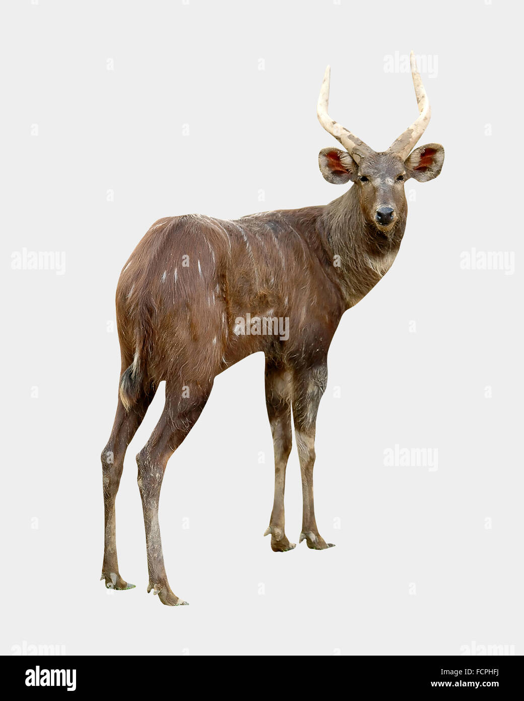 sitatunga isolated on white background Stock Photo - Alamy
