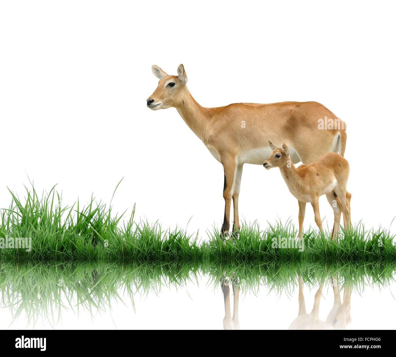 red lechwe with green grassisolated Stock Photo - Alamy