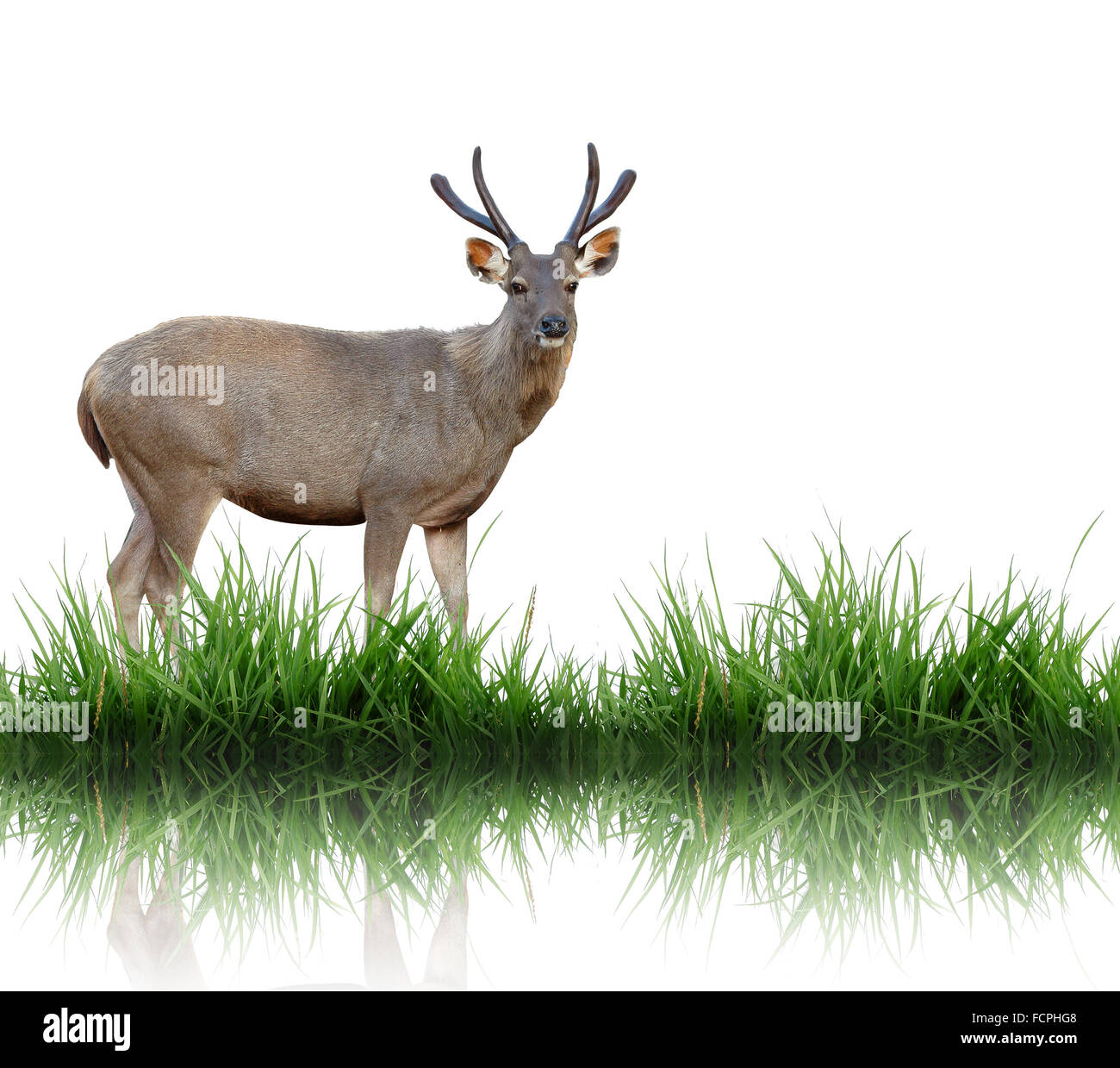 sanbar deer with green grass isolated Stock Photo - Alamy