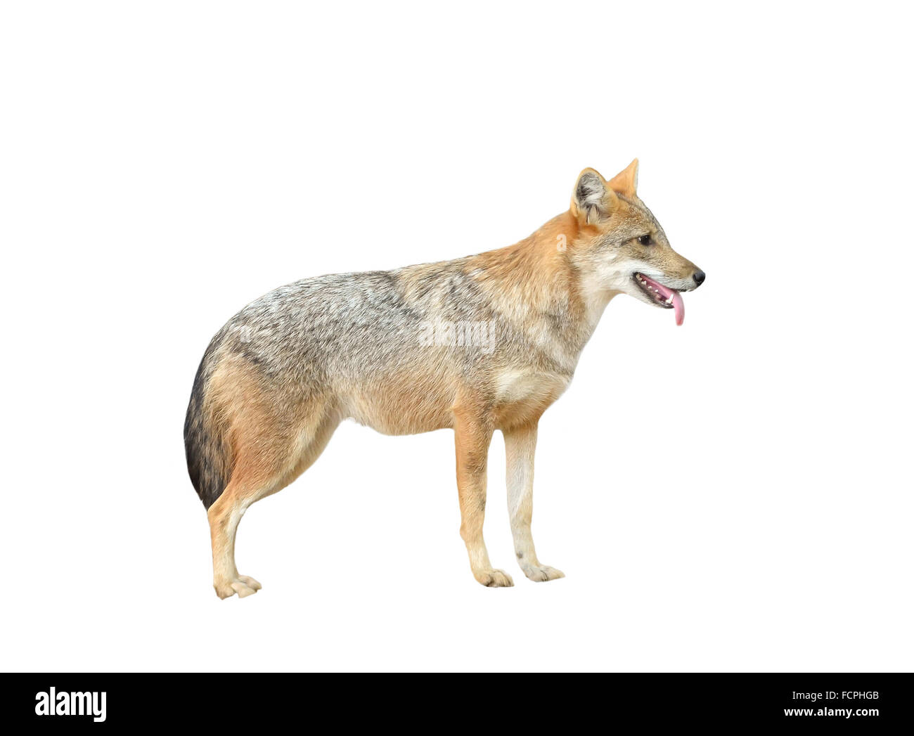 golden jackal isolated on white background Stock Photo - Alamy