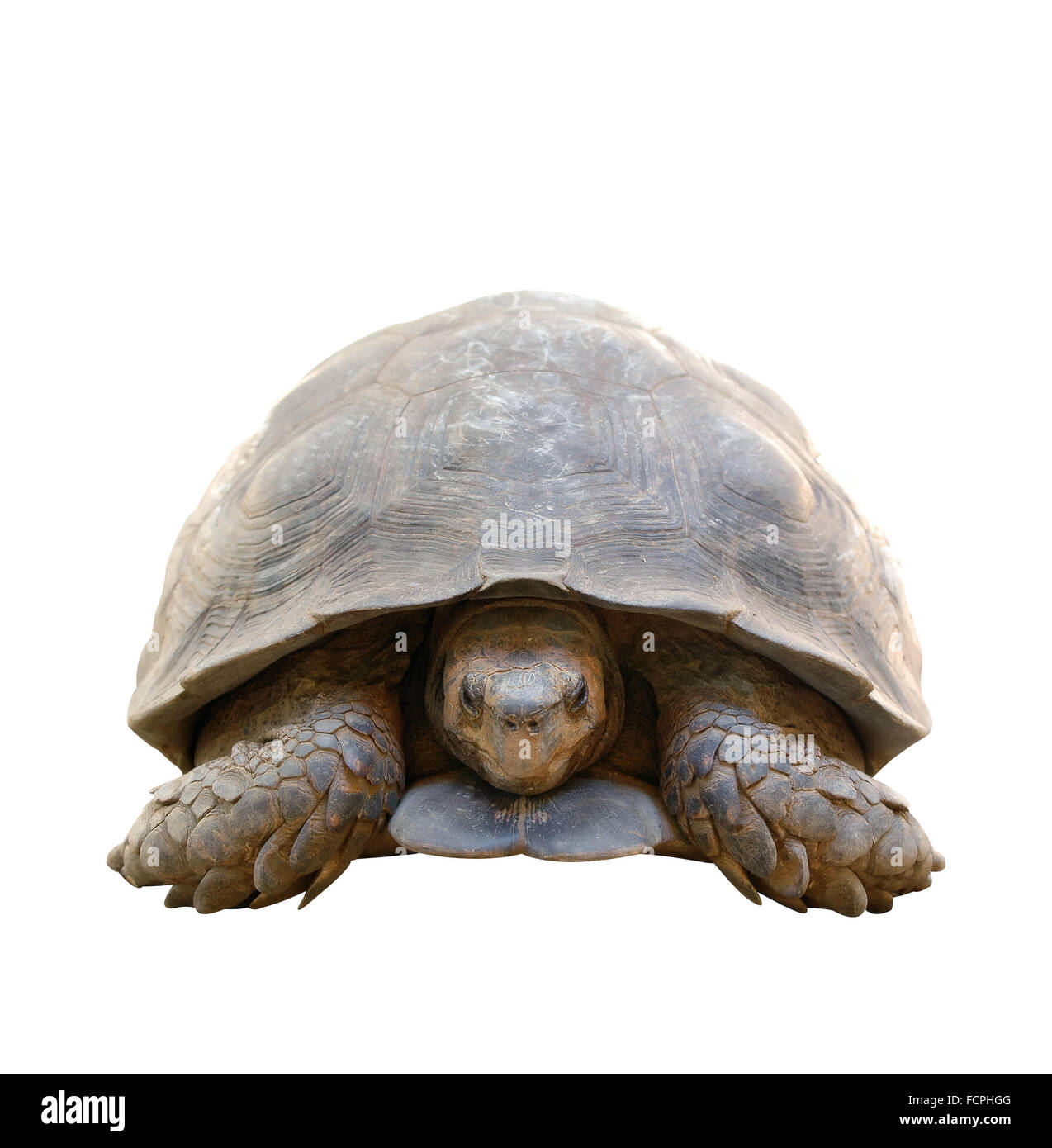 Calm creature Cut Out Stock Images & Pictures - Alamy