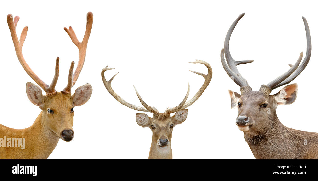 barasingha, eld deer, sambar deer, isolated on white background Stock ...