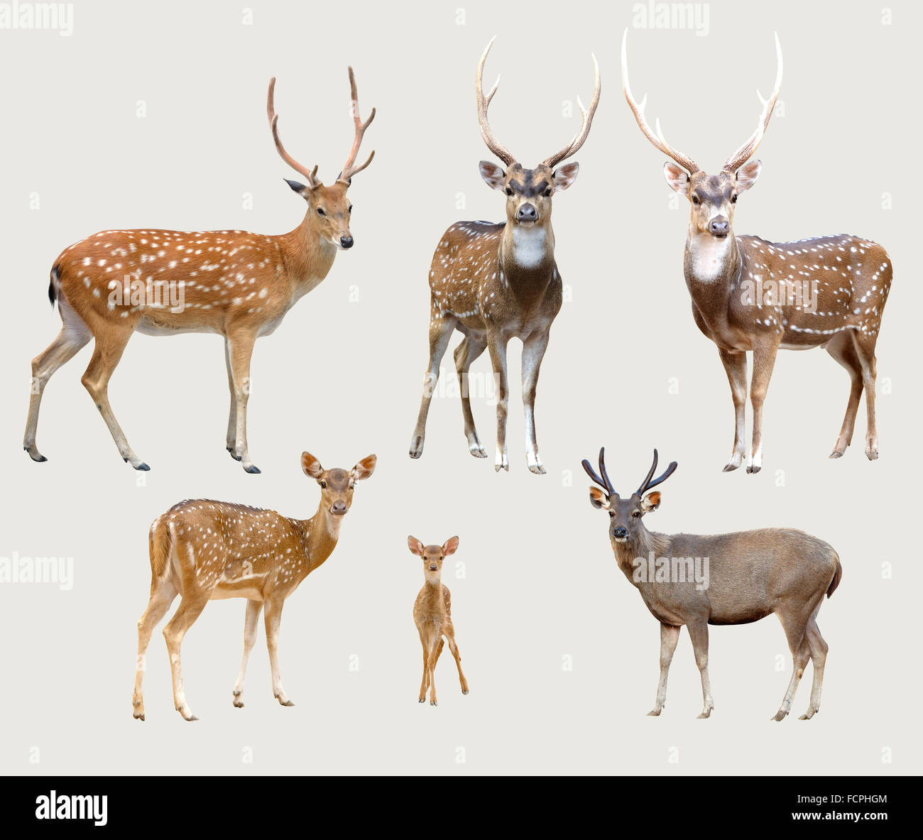 sika deer, axis deer, samba deer isolated on gray background Stock ...