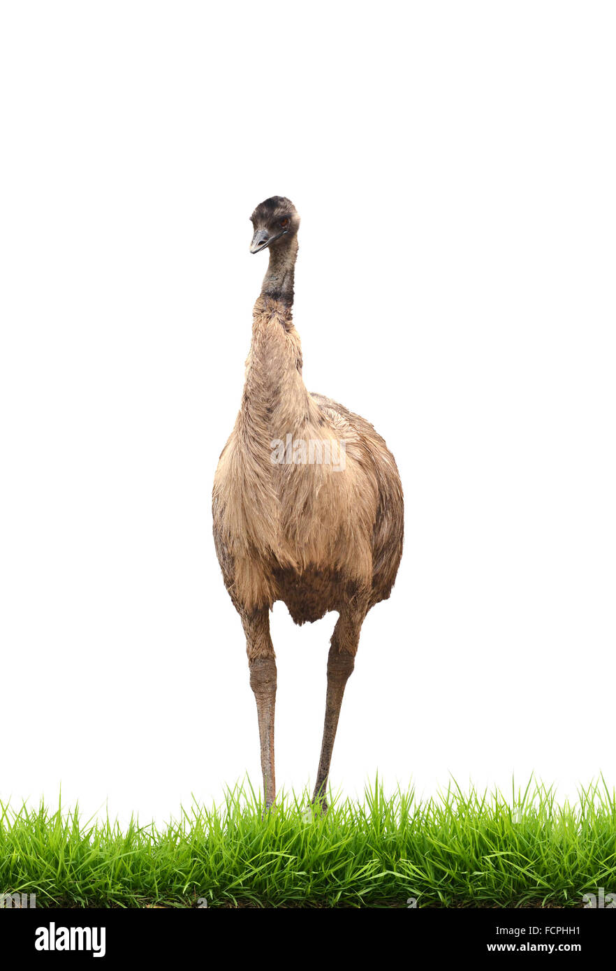 emu with green grass isolated on white background Stock Photo - Alamy