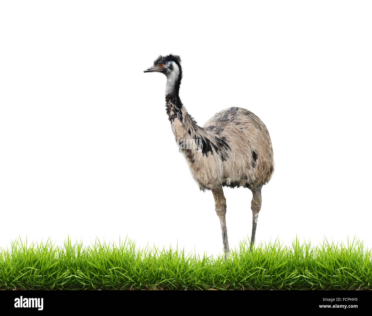 emu with green grass isolated on white background Stock Photo - Alamy